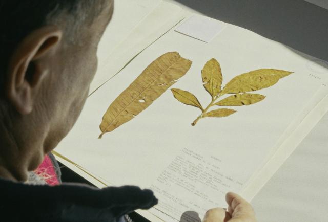 ‘Toroboro’, un díptico documental sobre la Amazonía