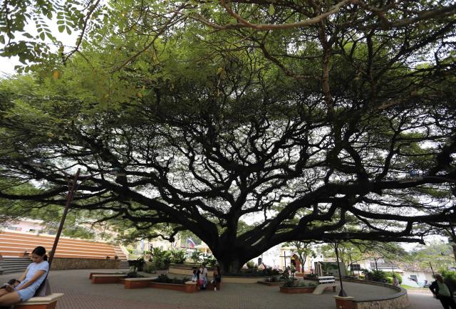 Un árbol de Anacahuite, símbolo y orgullo del pueblo hondureño de San ...