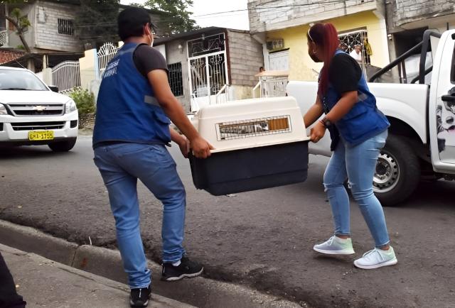 Maltrato animal en Guayaquil: Esta sería la sanción por perros muertos ...